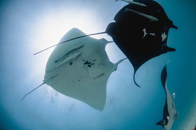 Best of Ningaloo Mantas and More - What to Expect on the Water