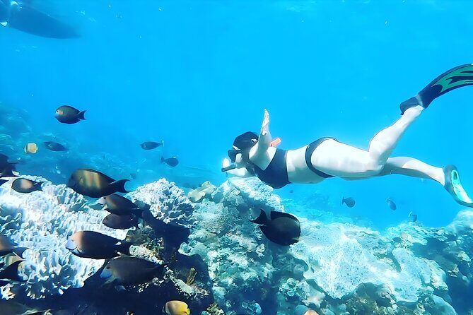 Best of Nusa Penida Snorkeling: Manta Bay, Wall Point & Gamat Bay - Final Thoughts