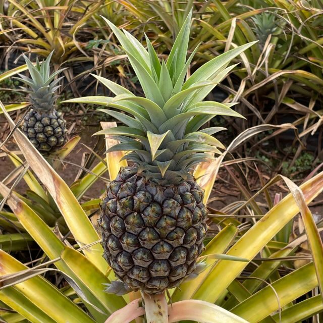 Best of Oahu in One Day - The Pace and Overall Experience