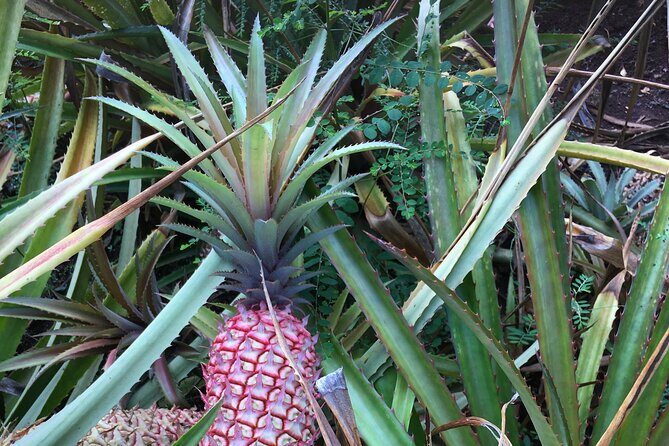 Best of Oahu's North Shore in small group (Se Habla Español) - Cultural and Culinary Touches