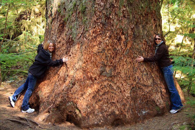 Best of Olympic National Park from Seattle: All-Inclusive Small-Group Day Tour - An Overview of What This Tour Offers