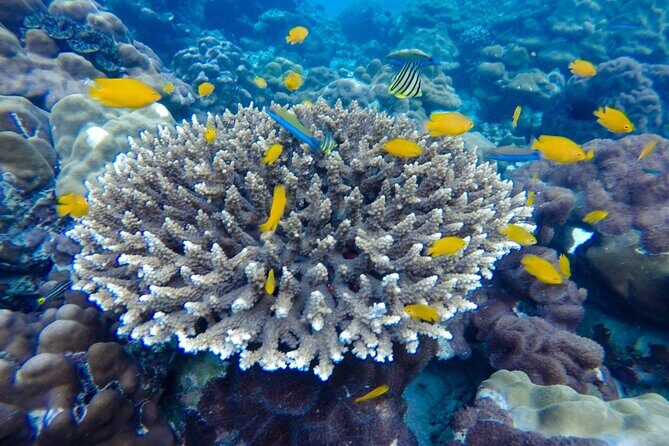 Best of Phi Phi Islands Snorkeling Tour from Phuket - Practical Details and Tips