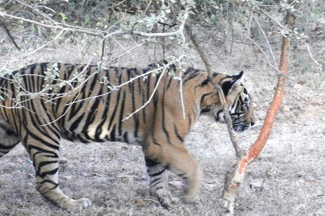 Best of Rajasthan with Ranthambore - Frequently Asked Questions