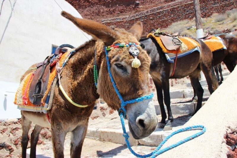 Best of Rhodes & Lindos - First time visitors- Half day tour - FAQ