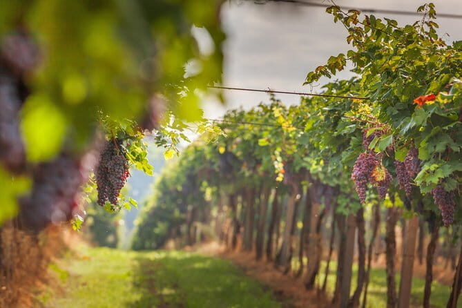 Best of Tuscany Private Tour: Siena, San Gimignano, Monteriggioni - What Makes This Tour Special?