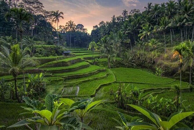 Best of Ubud Full Day Private Tour - Key Points