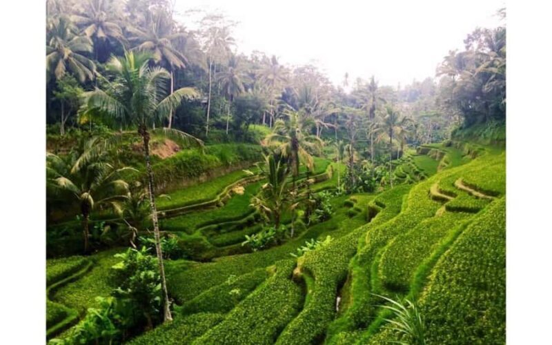 Best of Ubud - Private Guided Full-Day Tour, Ubud, Bali - What to Expect: Logistics and Practicalities