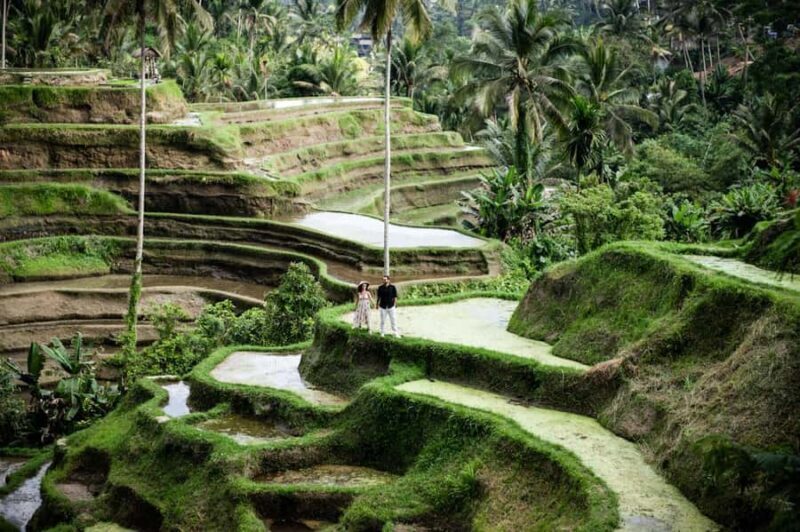 Best Of Ubud Purification Rice Terrace and Waterfall - The Experience Through Travelers’ Eyes