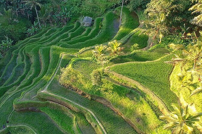 Best of Ubud: Rice Terrace, Temple and Waterfall Private Tour - Who Will Love This Tour?