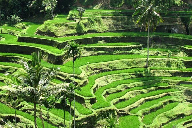 Best Of Ubud Tours - Best Of Ubud Tours: An Authentic Day in Bali’s Cultural Heart