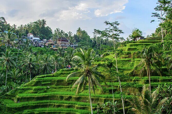 Best of Ubud Tours with Jungle Swing ( All Inclusive ) - Key Points