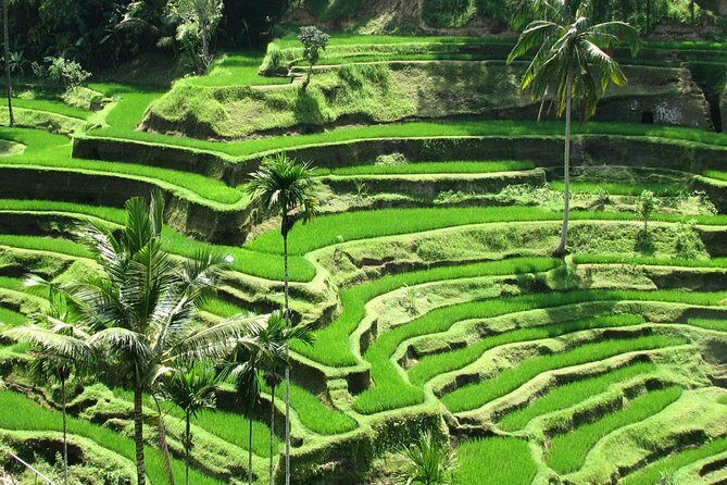 Best of Ubud with Jungle Swing Experience - Visiting Batuan Temple and local homes