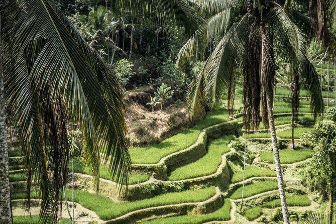 Best of Ubud with Jungle Swing Tour - The Practicalities and Value