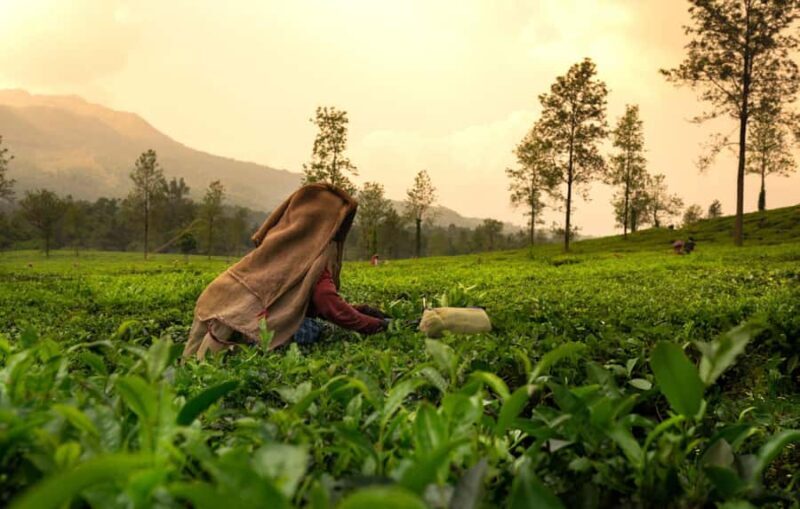 Best of Wayanad: Guided Day Trip from Mysore in a Car - Key Points