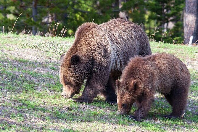Best Of Yellowstone Full Day Nat'l Park Tour From Gardiner - A Closer Look at the Yellowstone Tour Experience