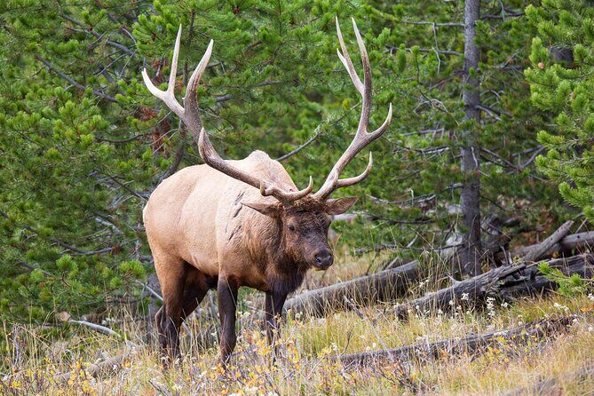Best of Yellowstone National Park from Gardiner - Private Tour - Final Thoughts