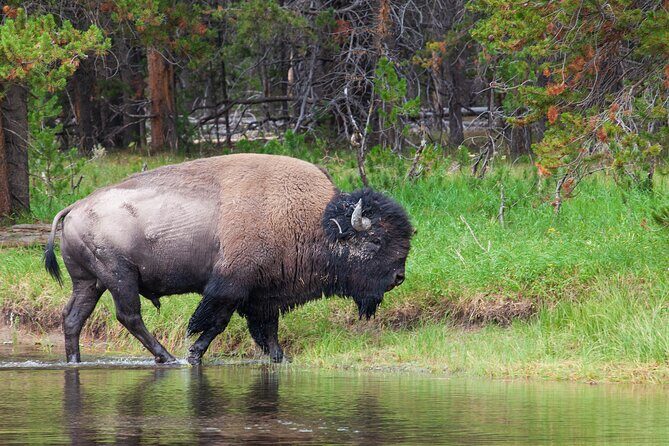 Best of Yellowstone Nat'l Park Tour from Paradise Valley - Final Thoughts