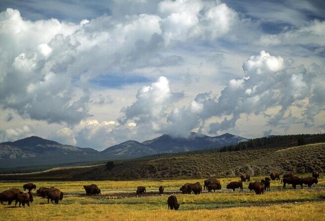 Best of Yellowstone Tour from Paradise Valley - Private Tour - In-Depth Review of the Yellowstone Private Tour