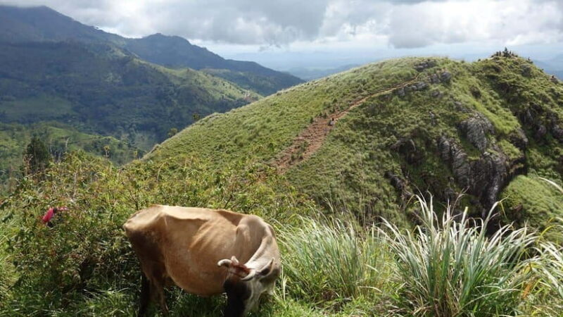 Best Sri Lanka Travel Guide: Top Attractions Discover - Experience Quality and Reviews