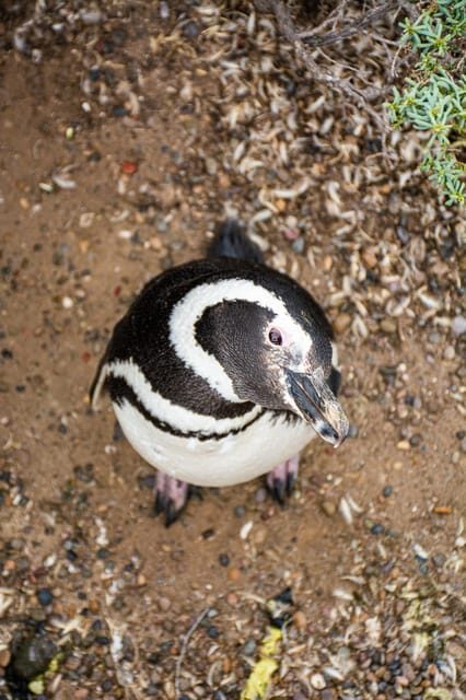 Best Tour to Peninsula Valdes - What to Expect and What It Means for You