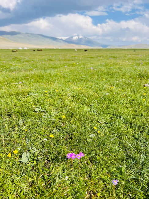 Best trekking tour in Mongolia - Key Points