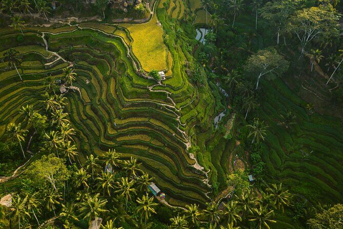 Best Ubud Highlights - Private Day Tour - Why Choose a Private Tour in Ubud?