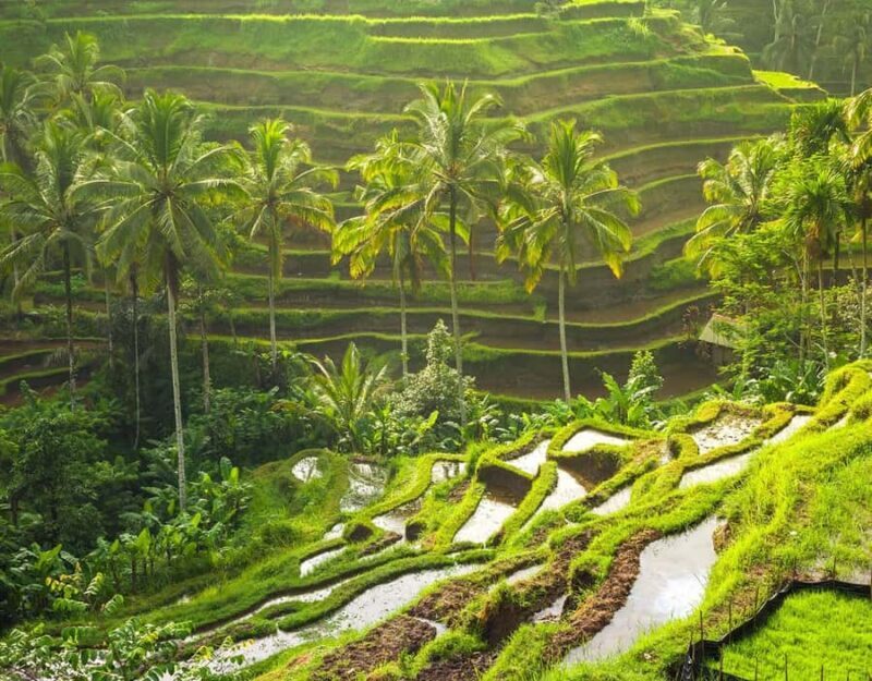 Best Ubud Tour Experience with Magical Kecak Dance - Key Points