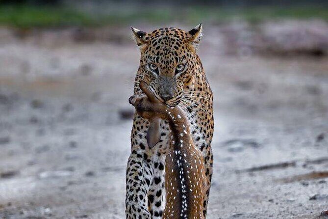 Best Value Yala Safari: Spot Leopards, Elephants & Bears (Shared) - The Experience: Pros and Cons