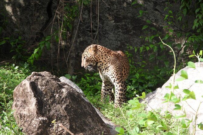 Best Value Yala Safari: Spot Leopards, Elephants & Bears (Shared) - Why This Tour Provides Good Value