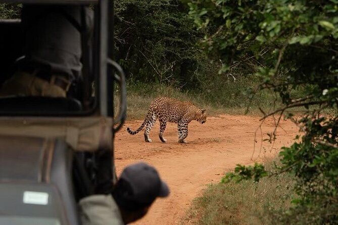 Best Value Yala Safari: Spot Leopards, Elephants & Bears (Shared) - Who Should Consider This Safari?