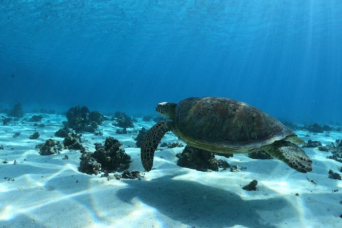 Best Way to Interact with Ocean Wildlife with Lunch. 6H - Who Is This Tour Best For?