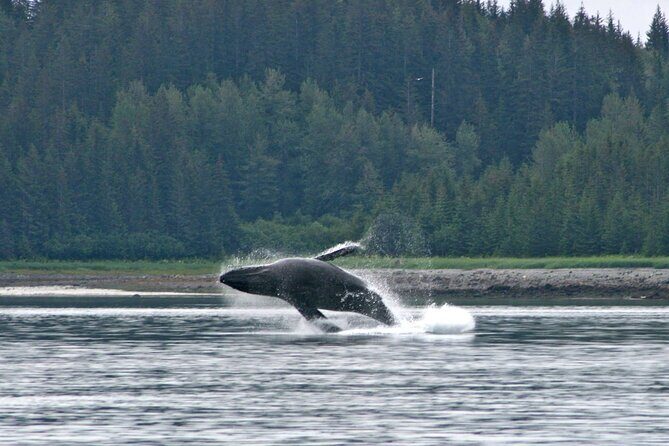 Best Whale Watching and Wildlife Shore Excursion in Sitka - An In-Depth Look at the Experience
