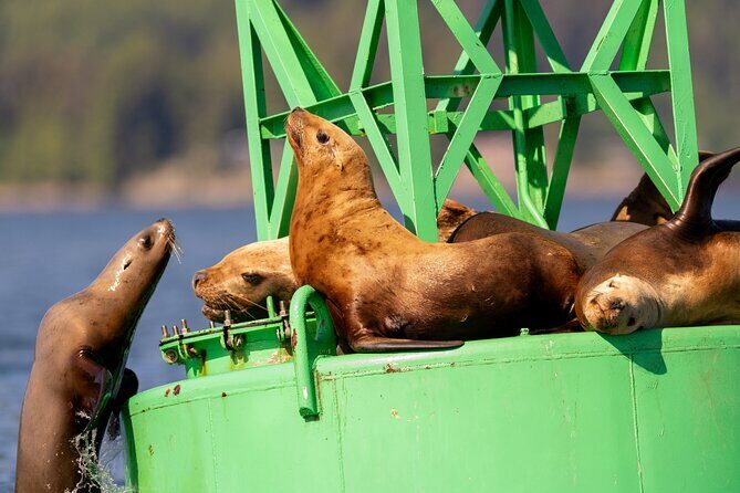 Best Whale Watching and Wildlife Shore Excursion in Sitka - The Sum Up