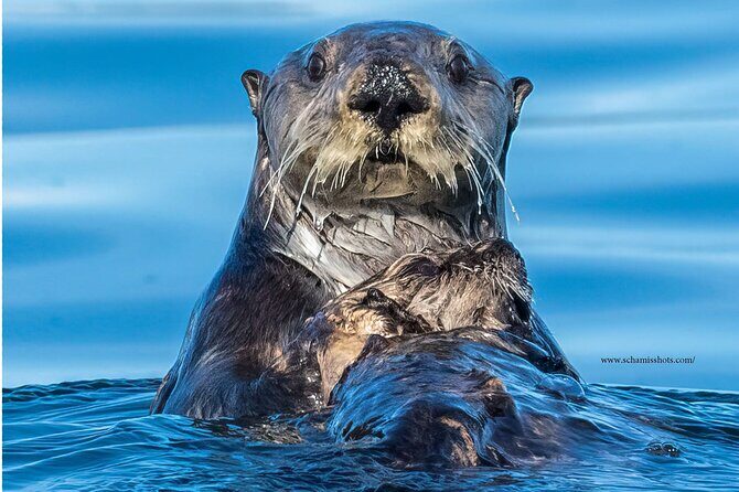 Best Whale Watching and Wildlife Shore Excursion in Sitka - FAQs