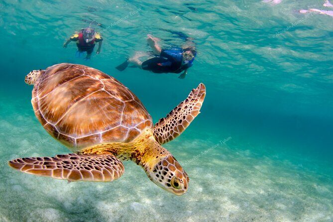 Bestseller! Tulum Private Tour with Turtles and Cenote Snorkeling - Final Thoughts