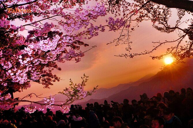 Between Cloud Sea and Ancient Woods Alishan Awaits - An In-Depth Look at the Journey