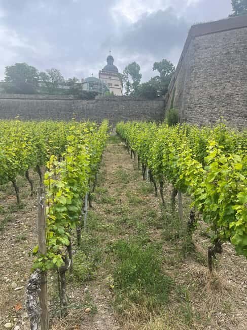 Between vineyards and a royal residence  enjoy Würzburg's wines with a view - An In-Depth Look at the Würzburg Vineyard and Wine Tour
