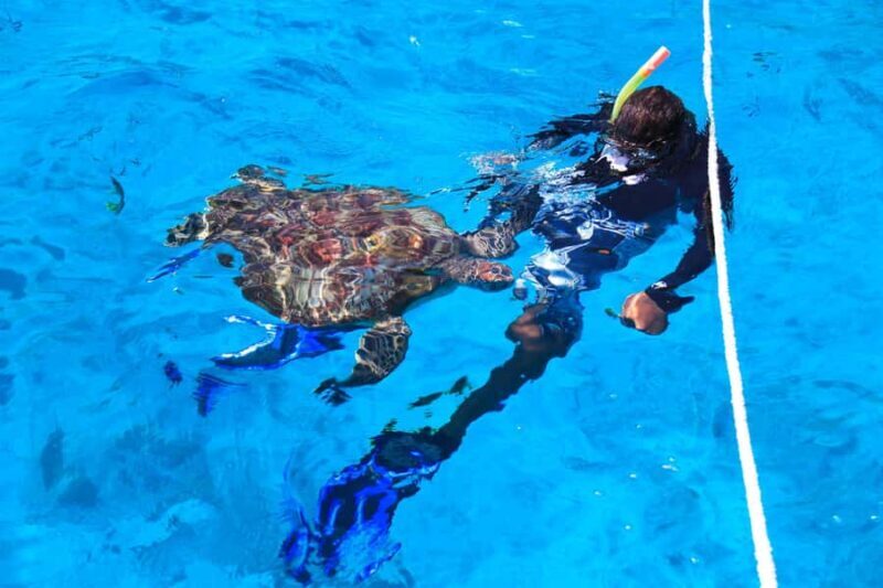 Beyond Krabi: Your Grand Escape to Similan's Marine Paradise - Key Points