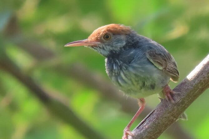 Beyond The Oudong Temple and Birdwatching in Phnom Penh - Starting the Day: Early Bird Gets the Worm