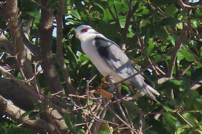 Beyond The Oudong Temple and Birdwatching in Phnom Penh - Oudong: A Historic Climb and View