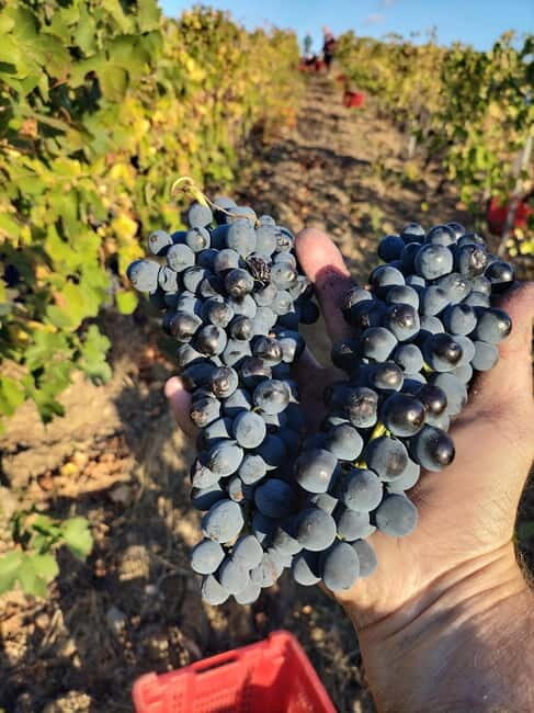 Beziers: Eco Wine Tasting at Sarabande Wines Off-Grid Winery - Key Points