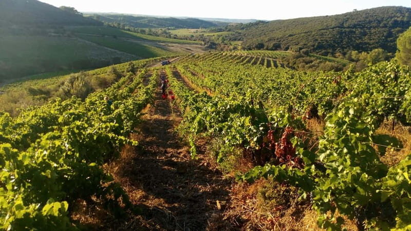 Beziers: Eco Wine Tasting at Sarabande Wines Off-Grid Winery - The Value: Is It Worth It?