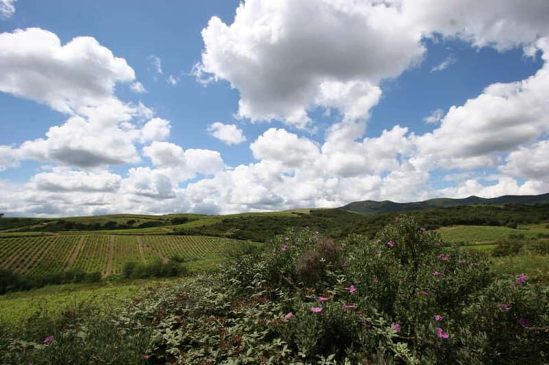 Beziers: Eco Wine Tasting at Sarabande Wines Off-Grid Winery - Who Will Love This Tour?