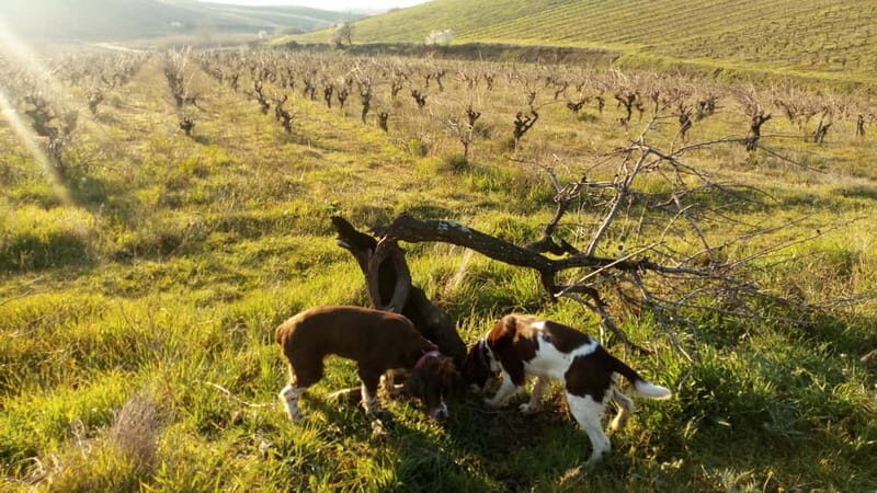 Beziers: Eco Wine Tasting at Sarabande Wines Off-Grid Winery - FAQ