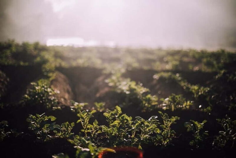 Bhaktapur: 3-Day Herb Nepal Farm Stay with Meals - Exploring the 3-Day Herb Nepal Farm Stay in Bhaktapur: A Genuine Rural Experience