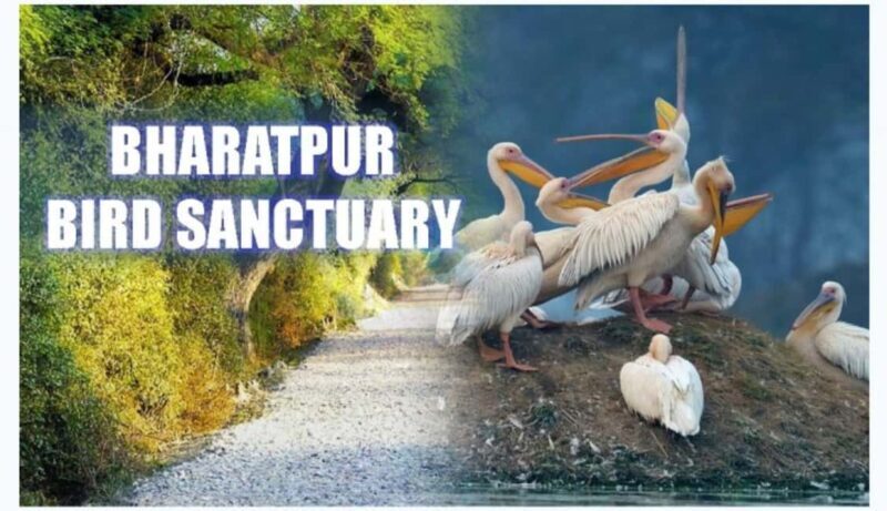 Bharatpur Bird Sanctuary Tour with Pickup and Drop - Key Points