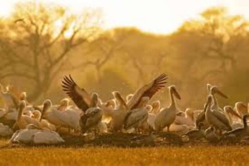 Bharatpur Bird Sanctuary Tour with Pickup and Drop - An In-Depth Look at the Bharatpur Bird Sanctuary Tour
