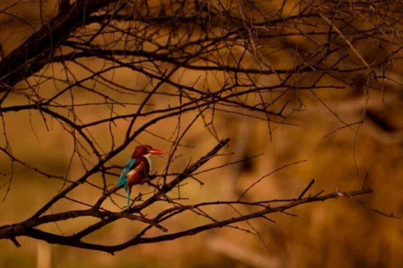 Bharatpur Bird Sanctuary Tour with Pickup and Drop - FAQ
