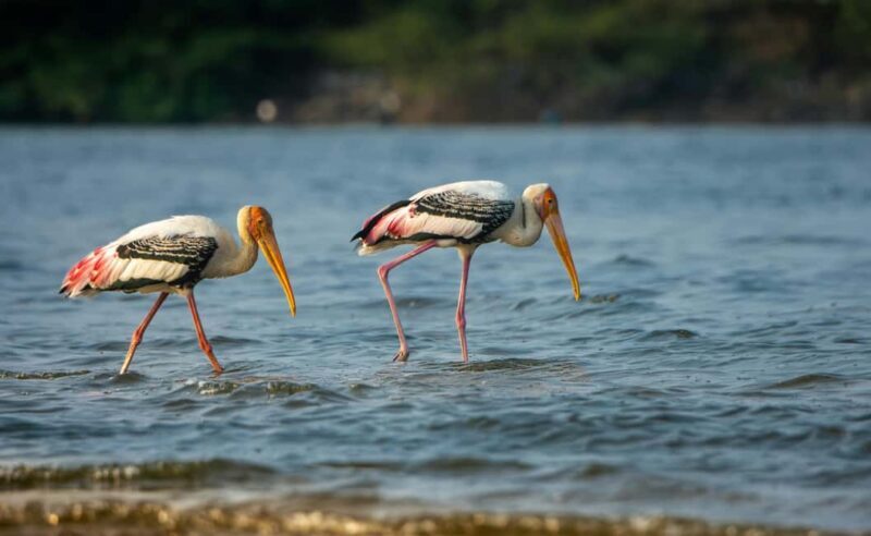 Bharatpur Bird Watching & Elephant Rescue Centre From Delhi - What Makes This Tour Stand Out