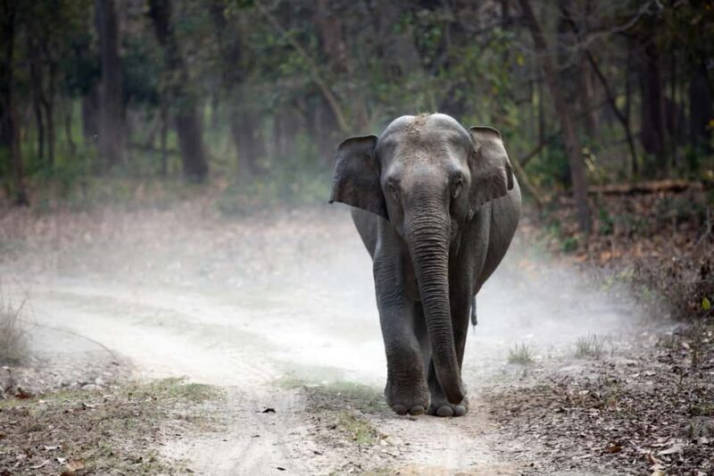 Bharatpur Bird Watching & Elephant Rescue Centre From Delhi - Authentic Experiences and Genuine Value